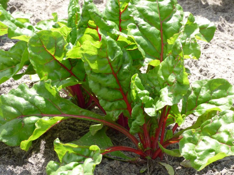 Difference between: rhubarb and Swiss chard - ErinNudi.com