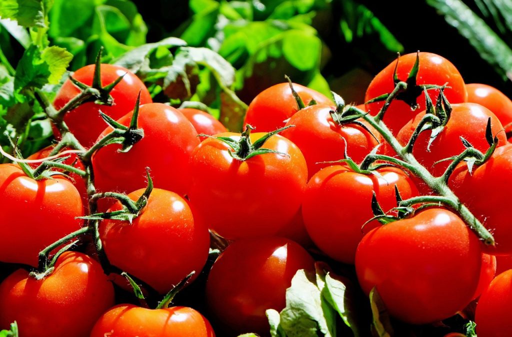 Food history: Florida tomatoes - ErinNudi.com